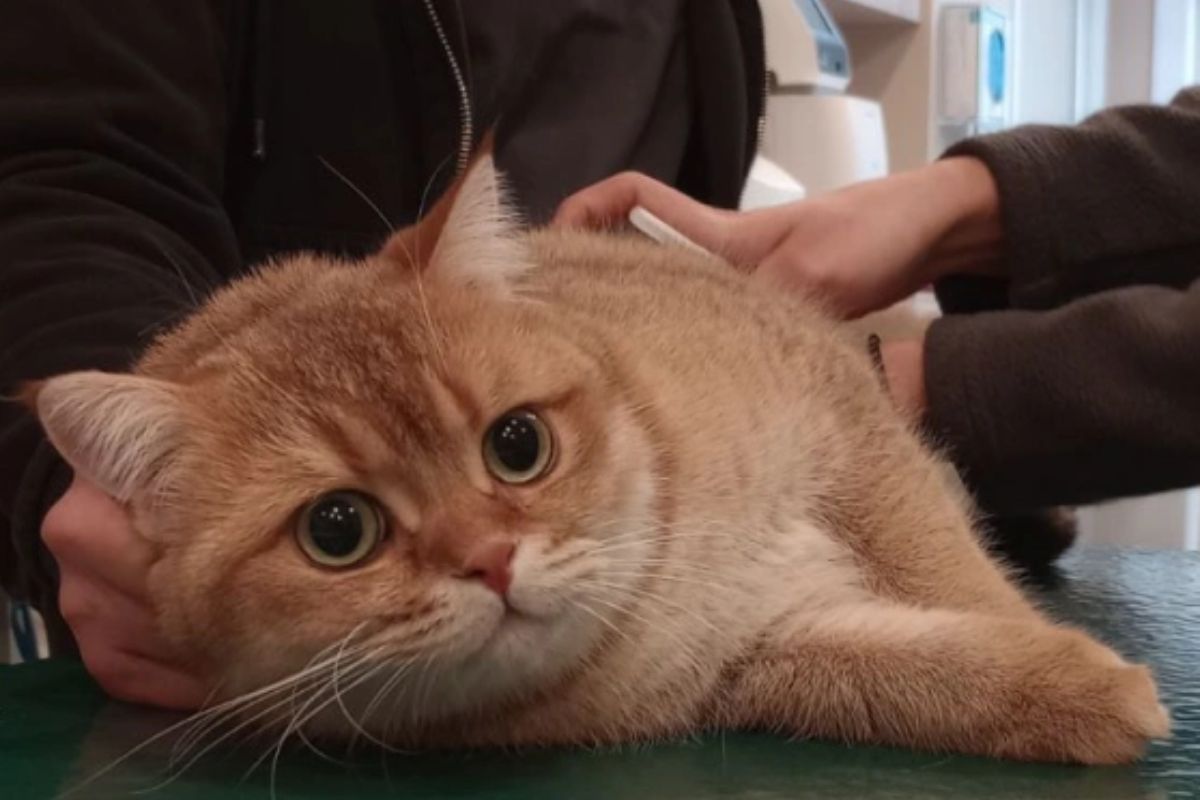 My Cat Has an Abscess That Popped on Its Own